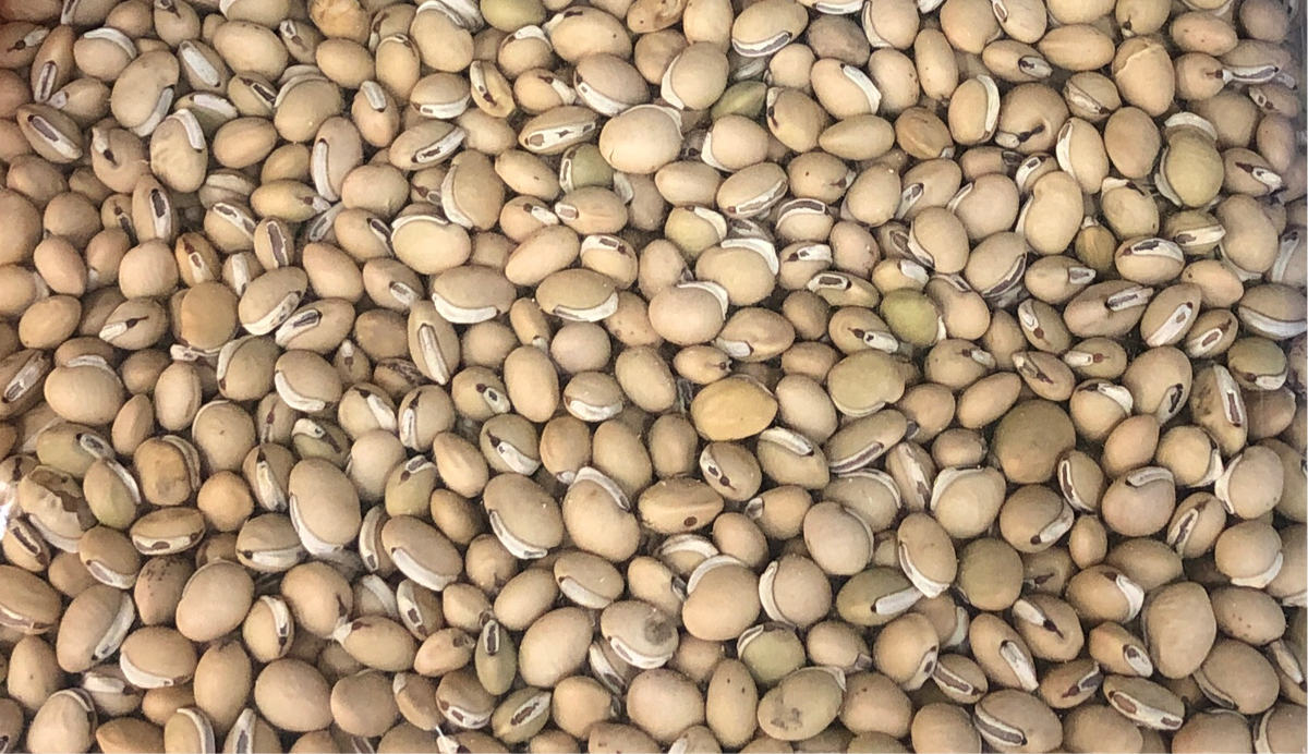 Vaal Kadva 2 lbs – Trupti Enterprises Inc
