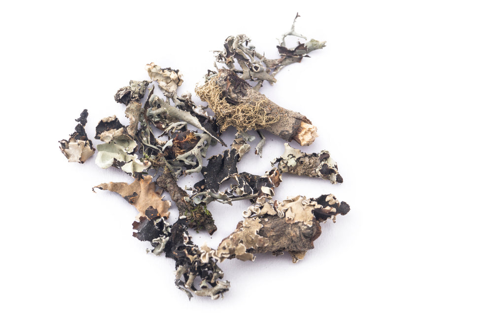 Dagar Na Phool 50 gms – Trupti Enterprises Inc